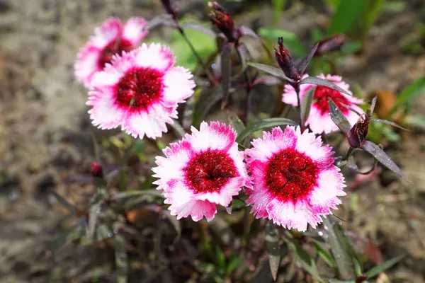 Flores do Cravo: quanto tempo duram e como cuidar da planta